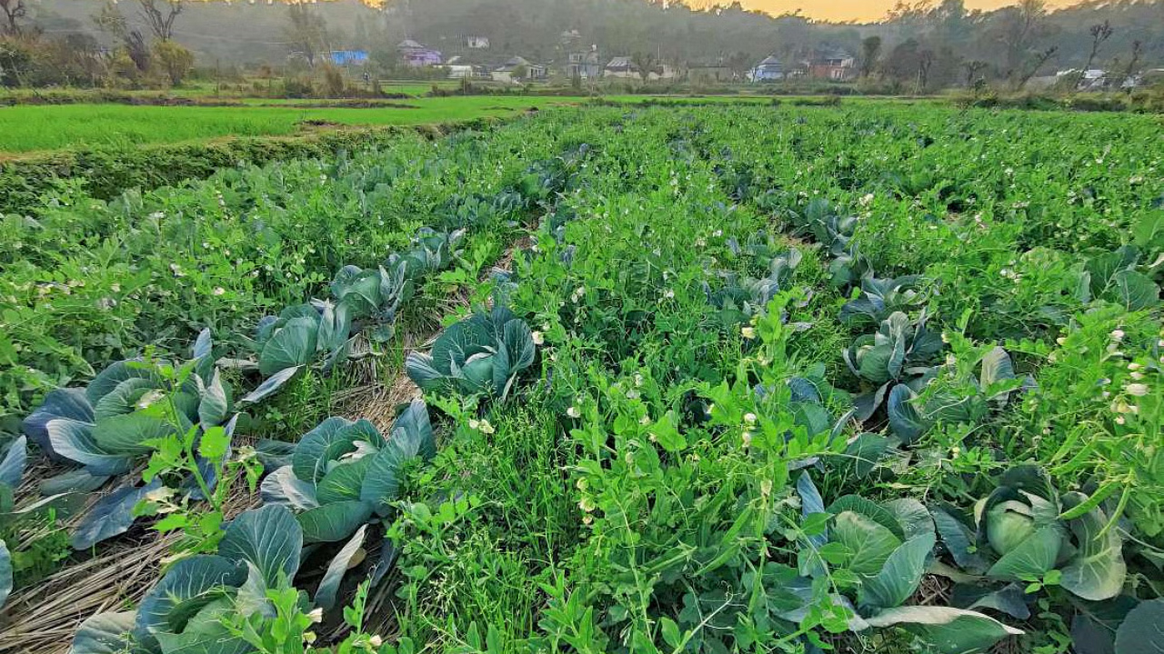 Crop Diversification – 🌶 Hot Chilli Pepper Products